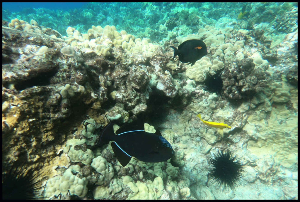 Cómo ir a Molokini Island